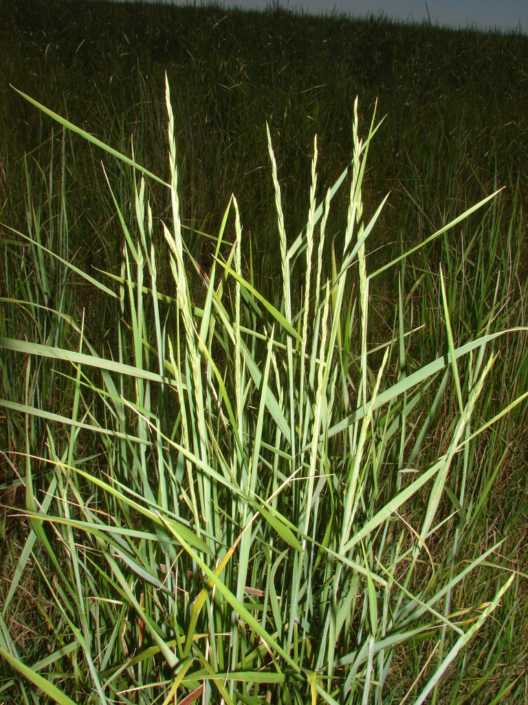 (Elymus scabrifolius) - Botanical Realm