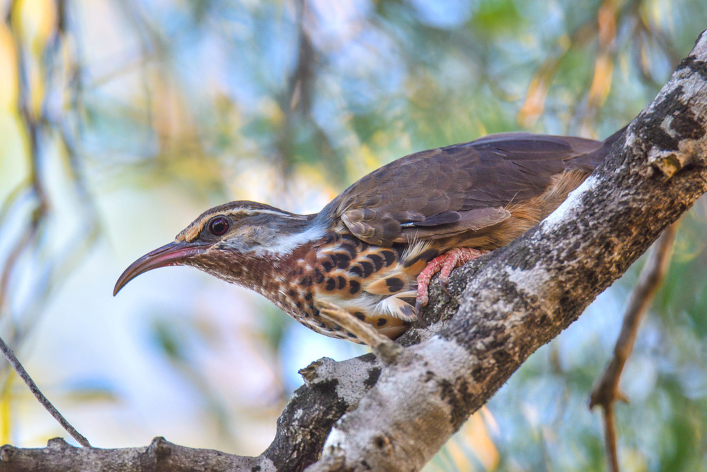 Mesites (Mesitornithiformes) - Avian Discovery