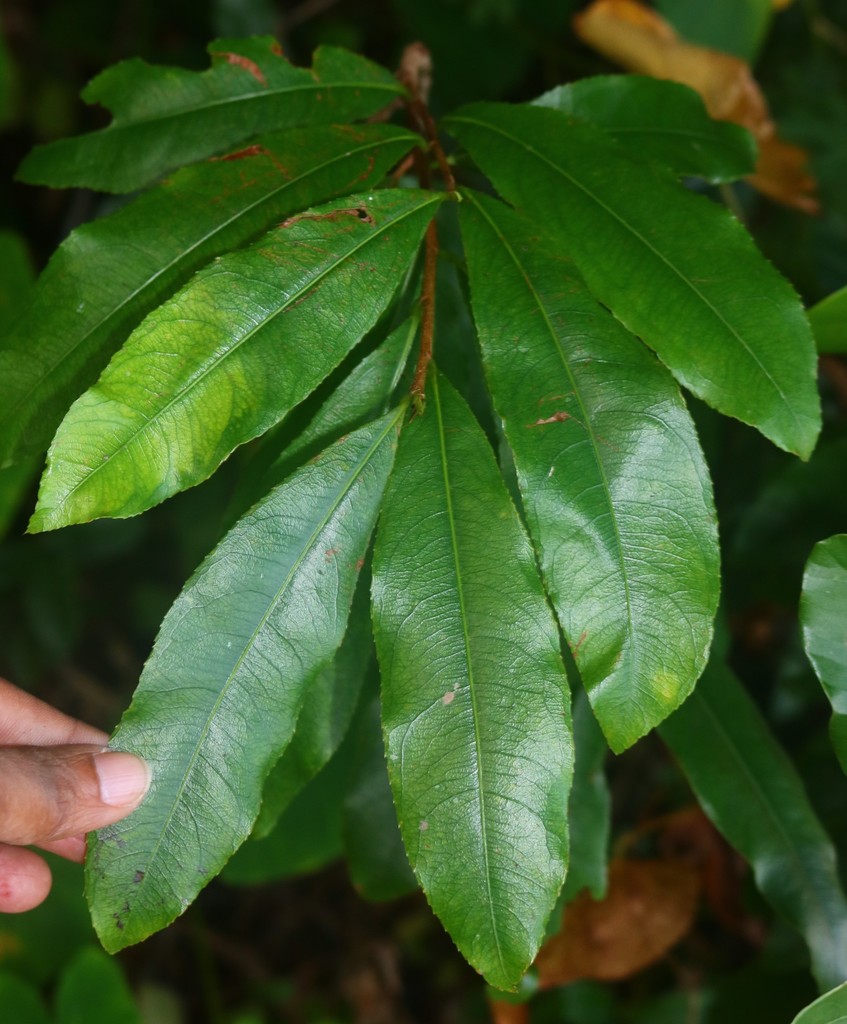 (Ochna obtusata) - Botanical Realm