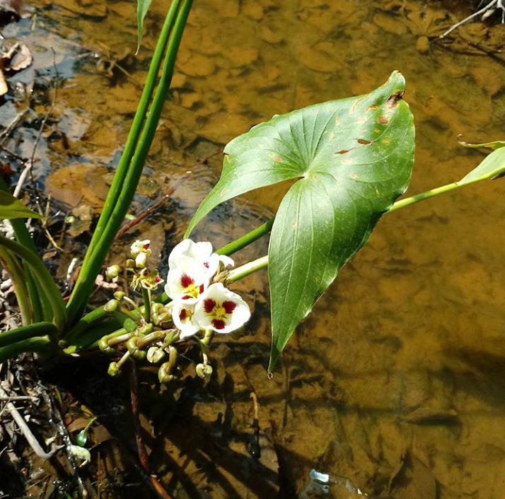 Aztec arrowhead from Cidade Maia, Guarulhos - SP, Brasil by Edgard ...