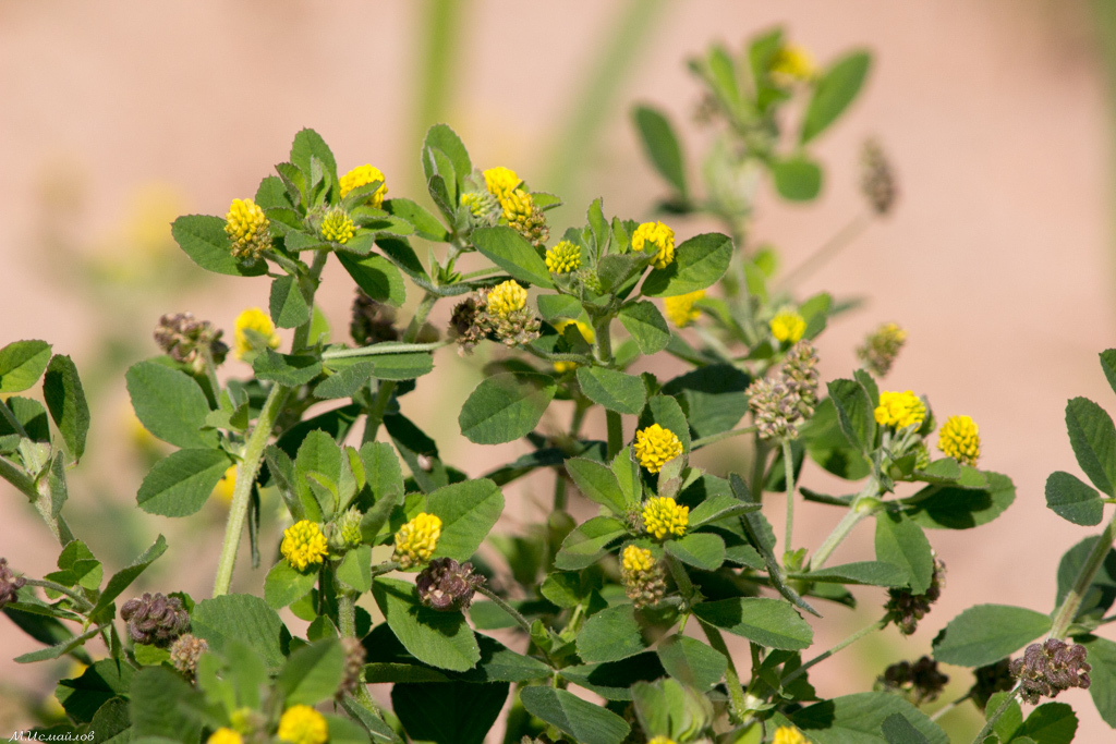 luzerne lupuline (Plantes de la Forêt Montmorency) · BioDiversity4All