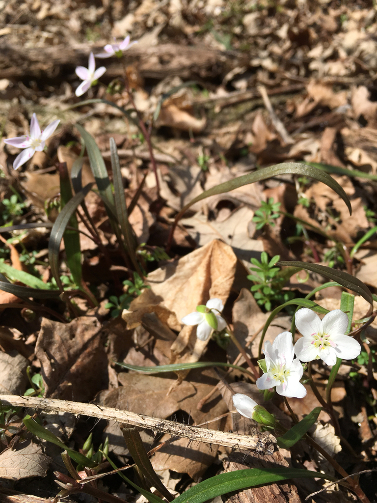 Virginia spring beauty in March 2017 by Corey Lange · iNaturalist