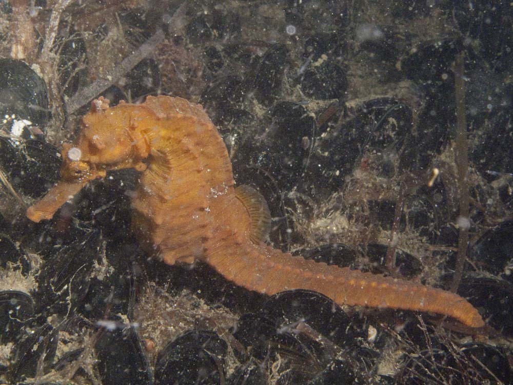 Giant Seahorse in November 2016 by Brenna Green. second individual, no ...