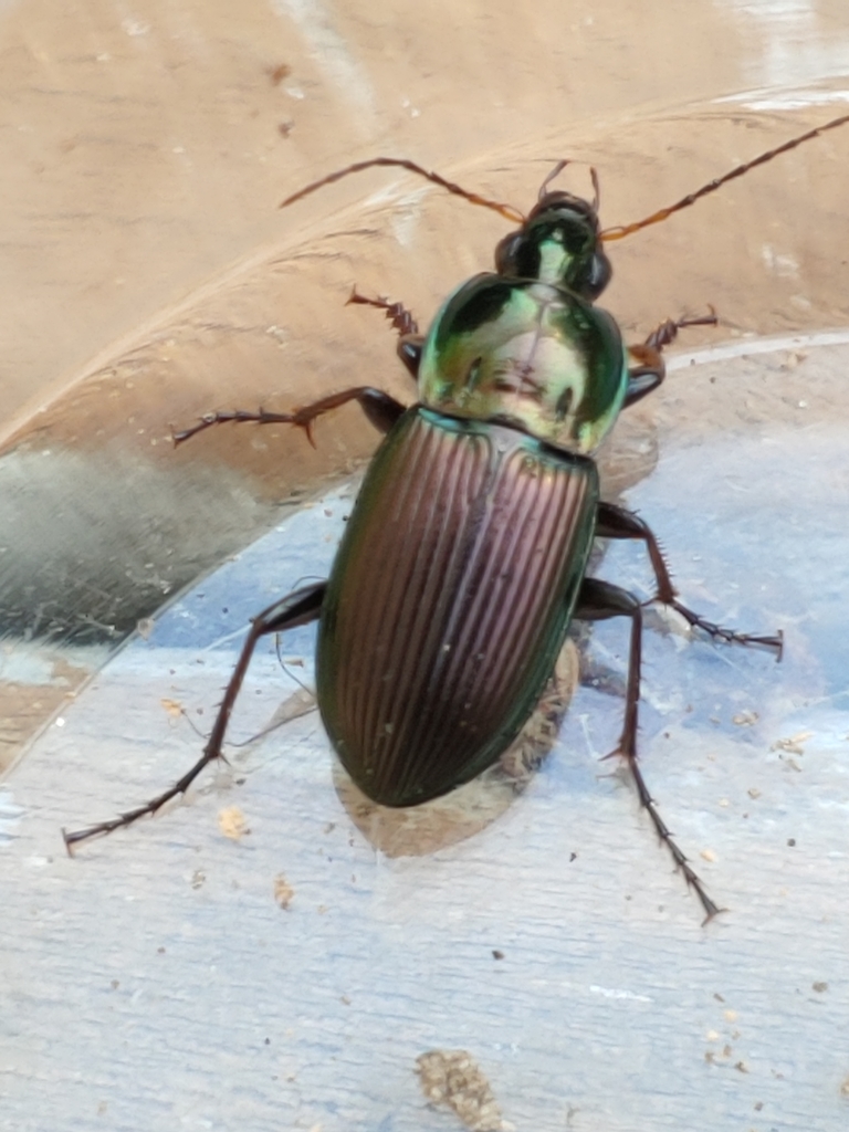 Woodland Ground Beetle from Rockville, MD, USA on March 30, 2020 by ...