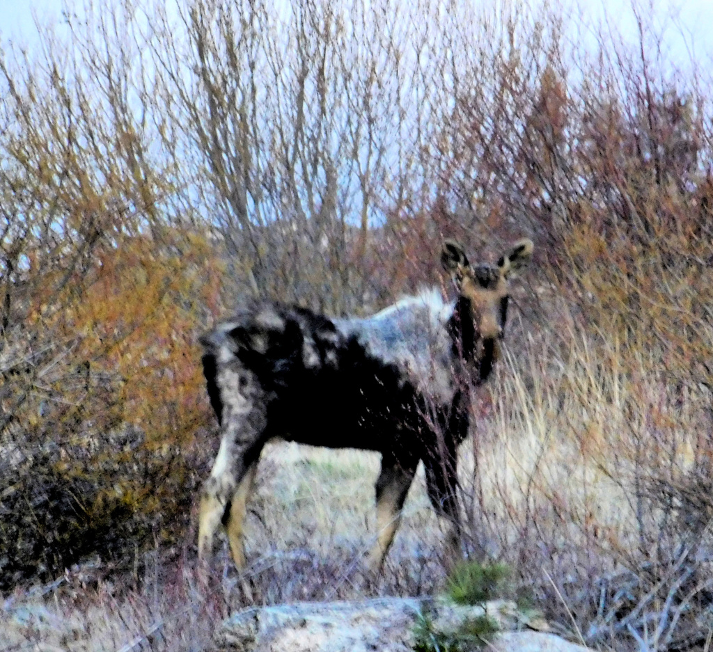Moose from Spokane County, WA, USA on March 29, 2020 at 07:09 PM by ...