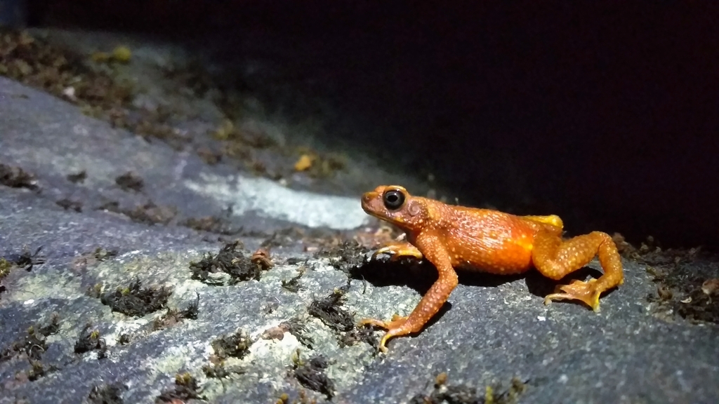 Kerala stream toad in April 2019 by Vijay Karthick. Common Name: Silent ...