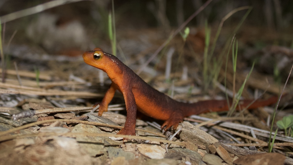 Sierra Newt in March 2020 by Sam Fellows · iNaturalist