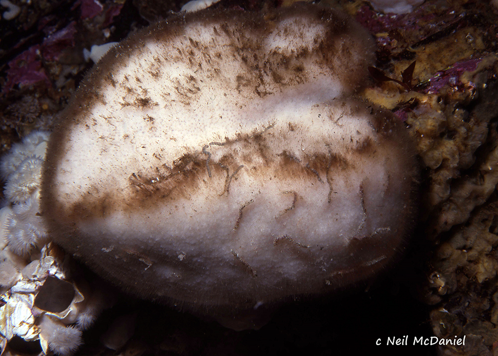 Stelletta clarella from Seymour Narrows, BC, Canada on February 20 ...