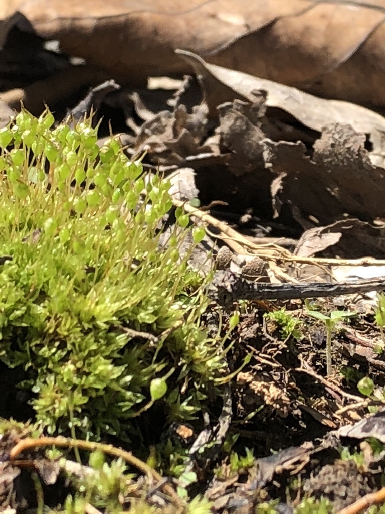 common bladder moss from Bluestem Way, Wentzville, MO, US on March 30 ...