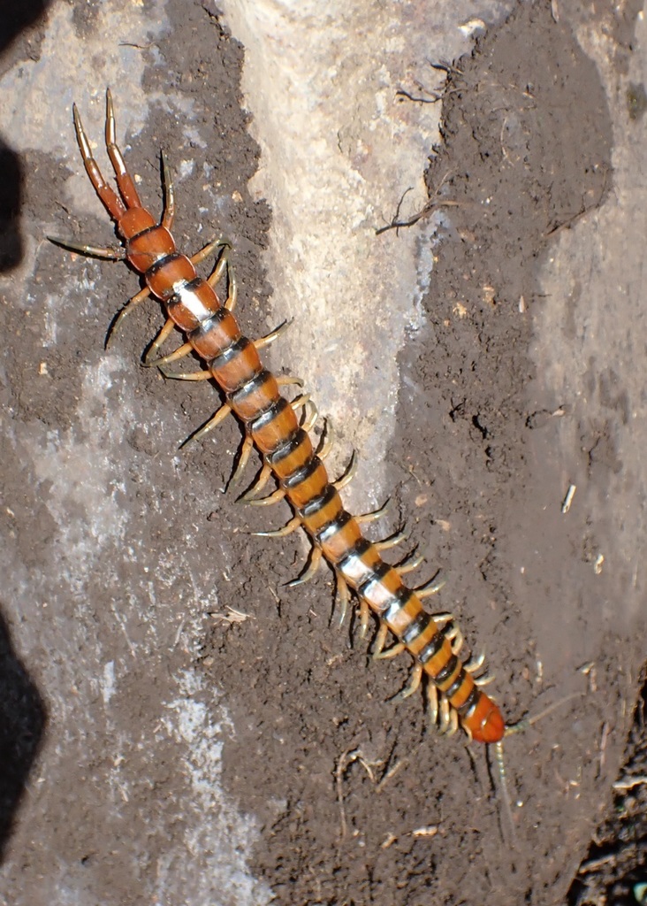 Caribbean Giant Centipede from Altamira, Puerto Plata, Dominican ...