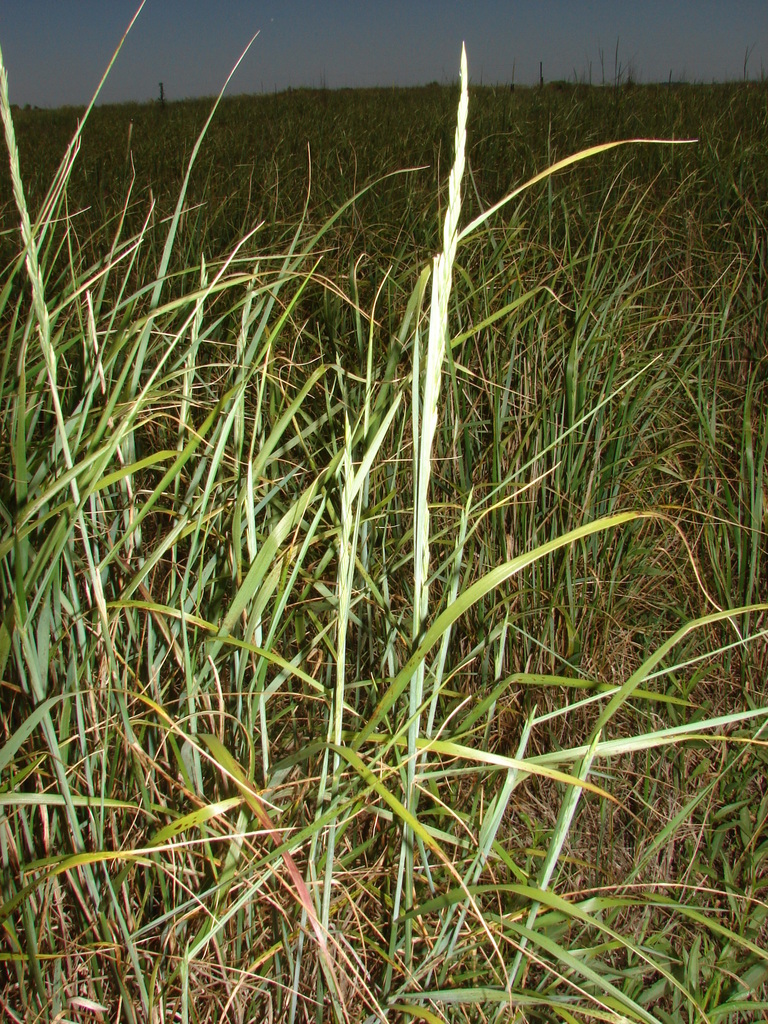 (Elymus scabrifolius) - Botanical Realm