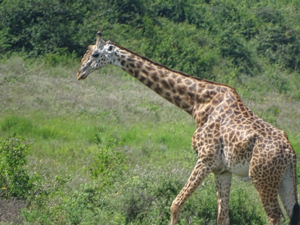 Maasai Giraffe in April 2026 by Jesse Hildebrand · iNaturalist