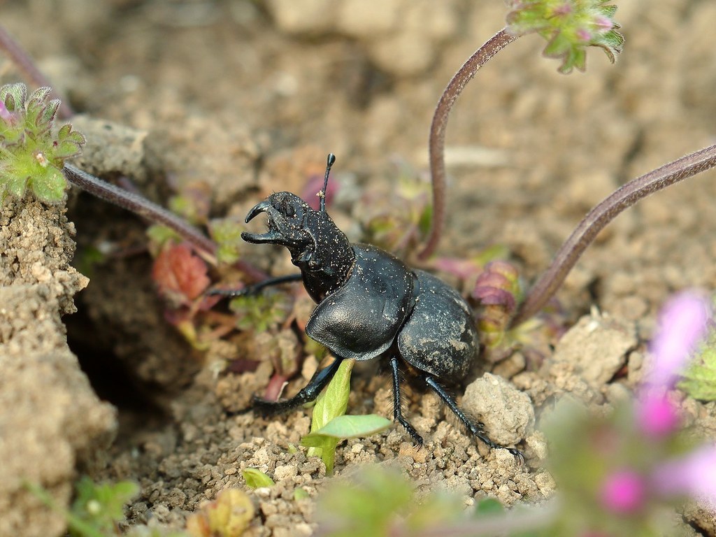 Lethrus apterus from Темвод, Миколаїв, Миколаївська область, Украина ...