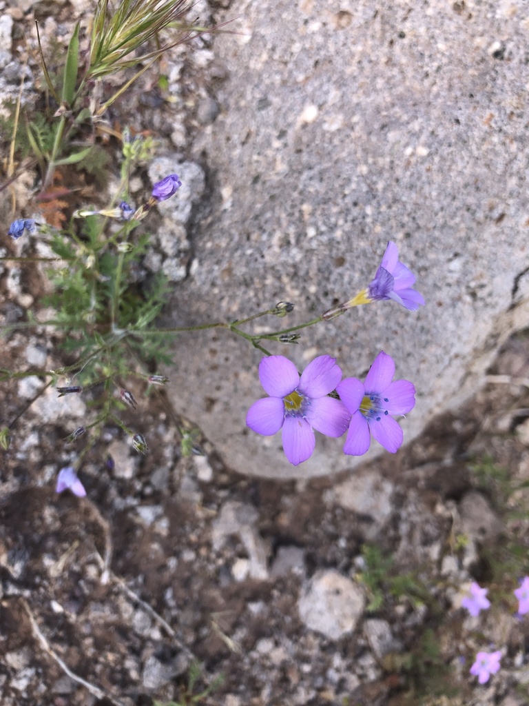lesser yellowthroat gilia from Coconino National Forest, Camp Verde, AZ ...