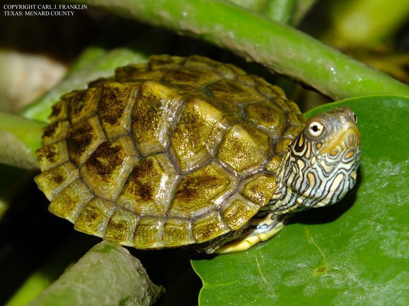 Texas Map Turtle (Graptemys versa) - Marine Life Identification