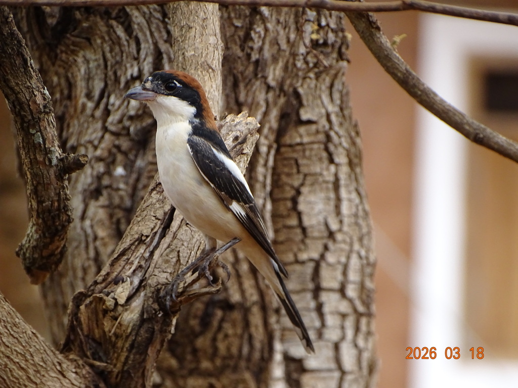 Woodchat Shrike from Rafaï, CF-MB, CF on March 18, 2026 at 12:32 PM by ...