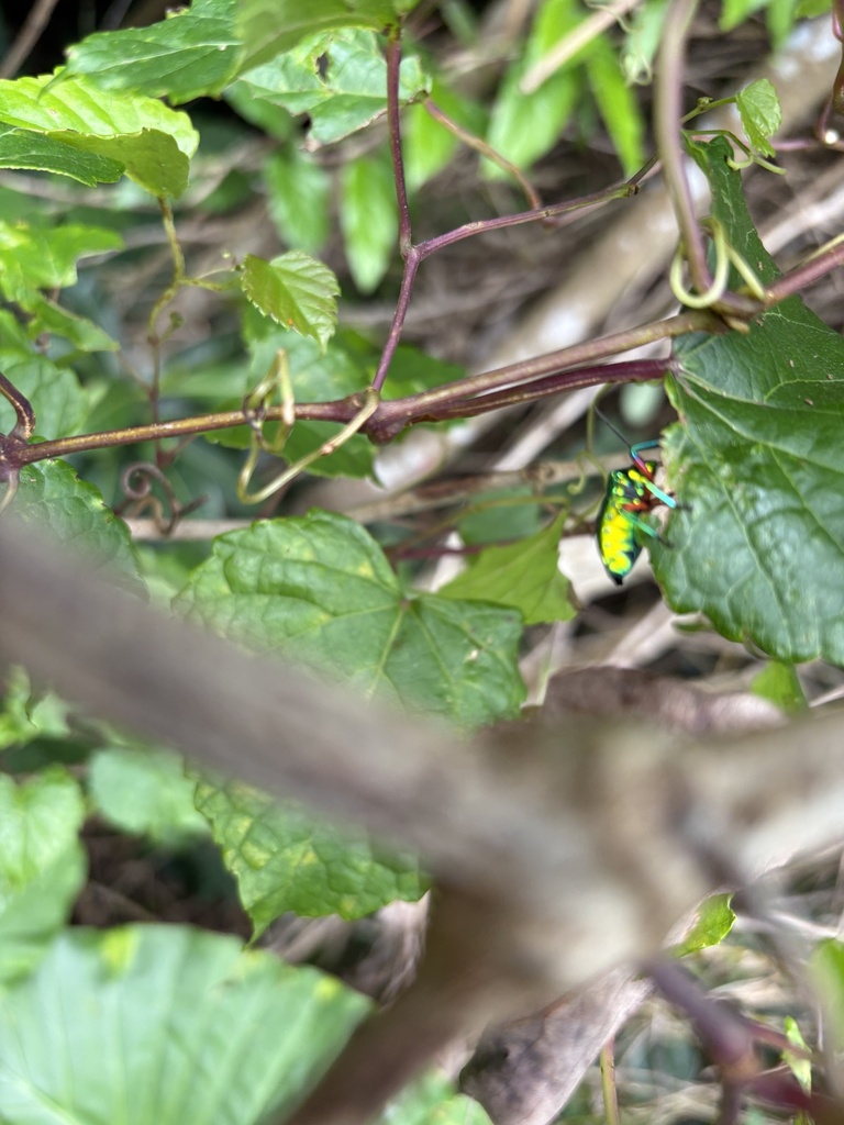 Calliphara excellens in March 2026 by TAIGA · iNaturalist