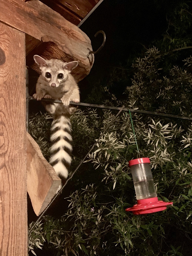 Ringtail in August 2019 by Paisley Ramstead · iNaturalist