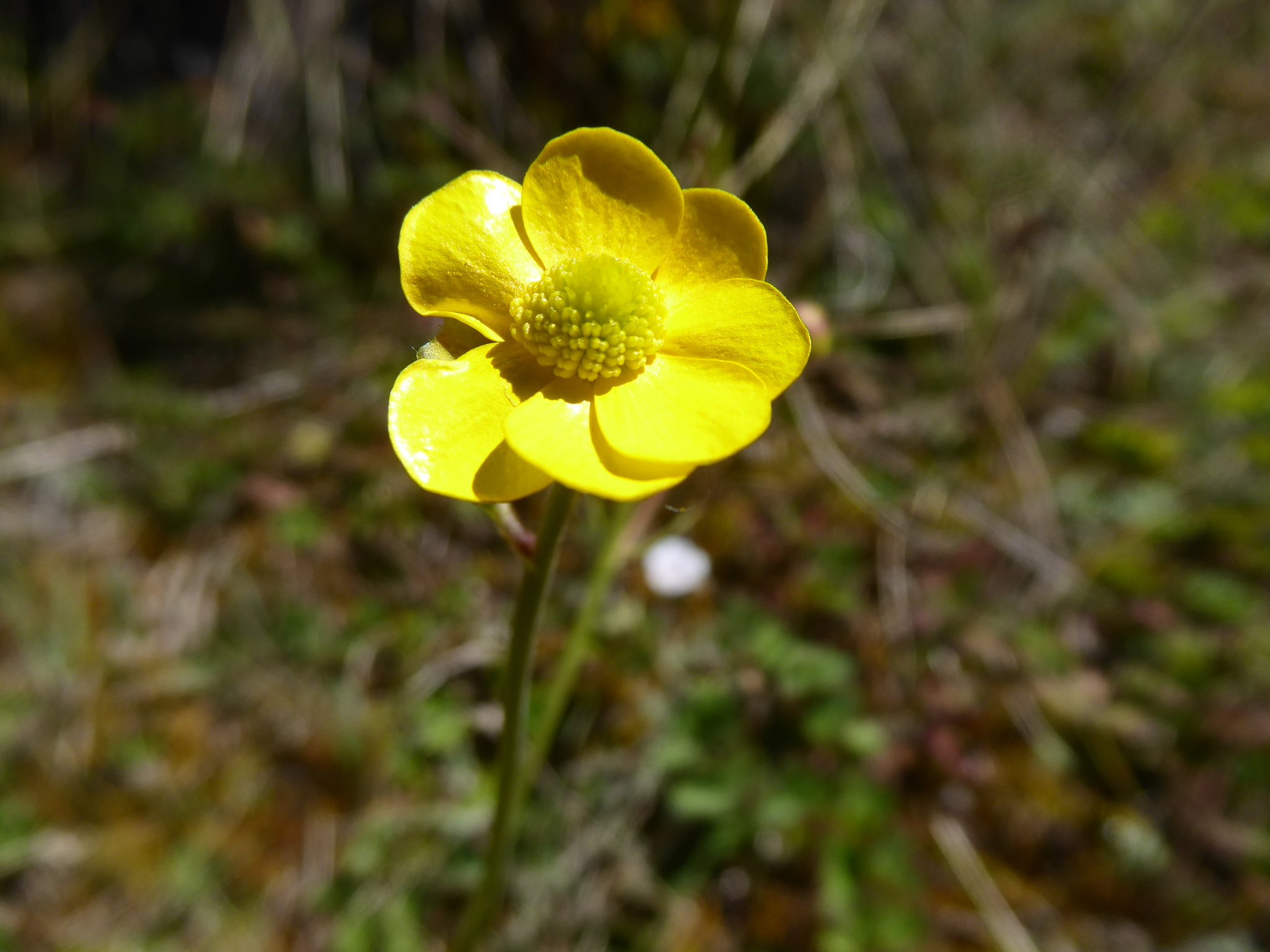 Ranunculus peruvianus Pers.