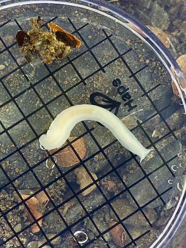 Prorhynchus putealis · iNaturalist