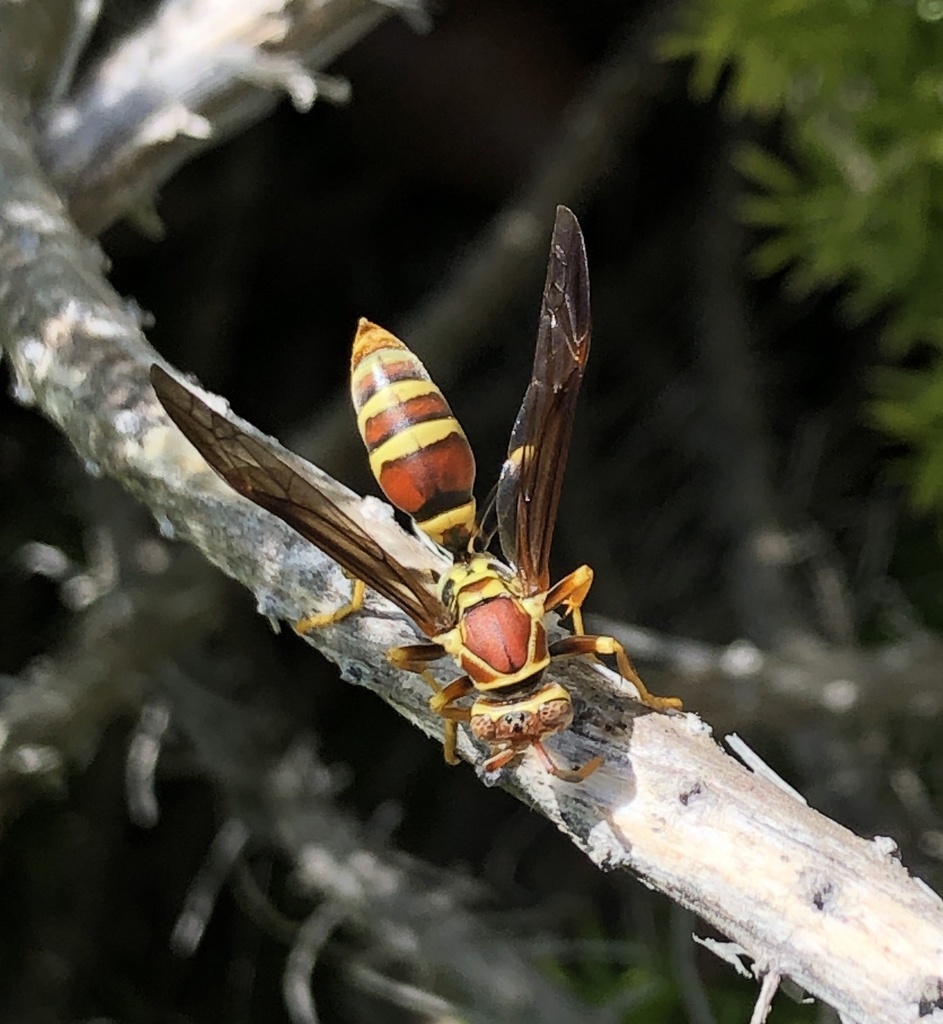 Guinea Paper Wasp from Marin St, La Habra, CA, US on March 30, 2020 at ...