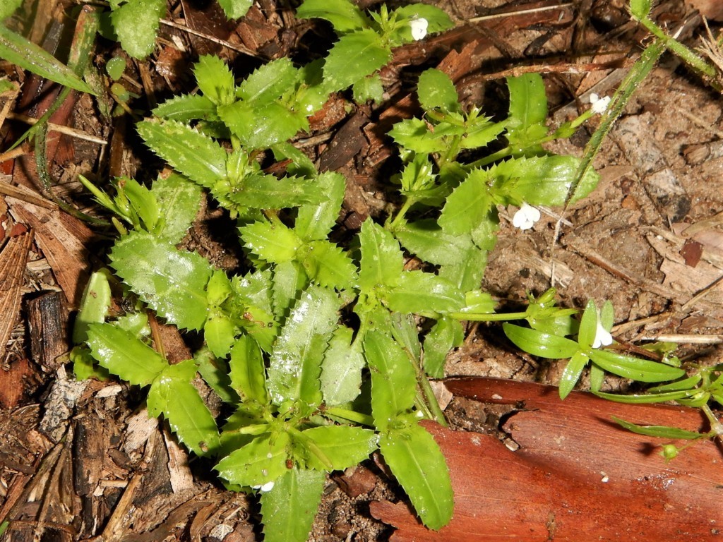 (Bonnaya ciliata) - Botanical Realm