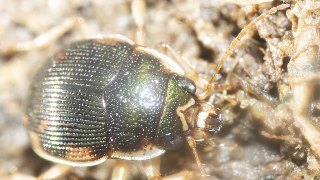 American Round Sand Beetle from Baltimore County, MD, USA on March 30 ...