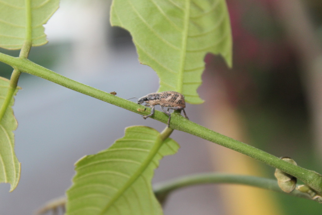 Brown Leaf Notcher from Playa del Carmen, Quintana Roo, Mexico on March ...