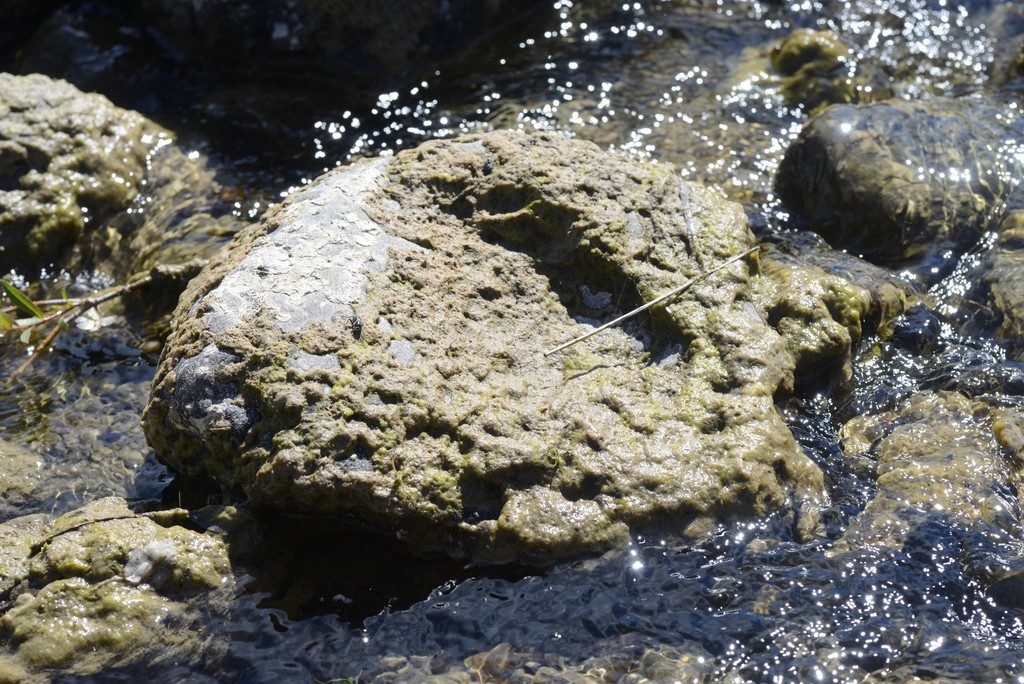 Didymo (ADIRONDACK RESEARCH GUIDEBOOK) · iNaturalist