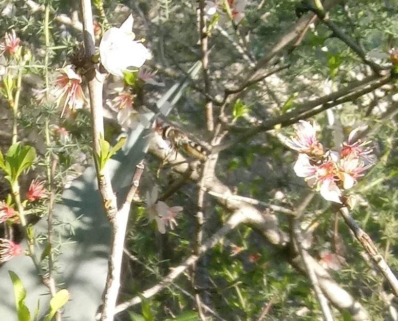 Typical Hover Flies from Beit HaKerem St 5, Jerusalem, Israel on ...