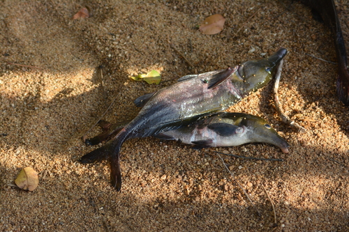 Mormyrus tapirus · iNaturalist