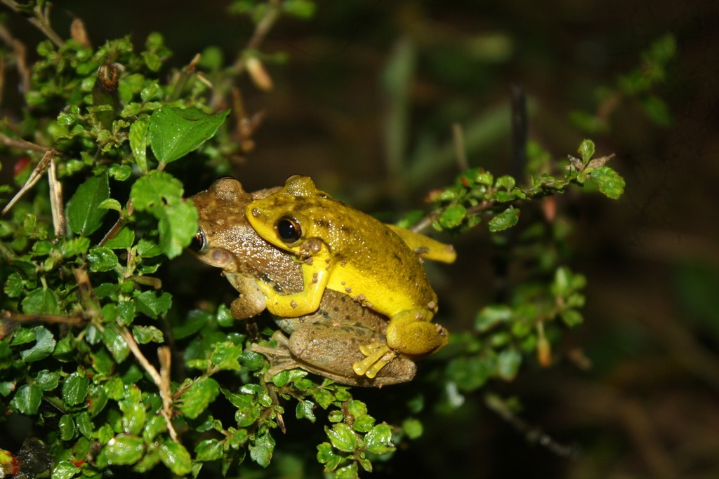 Red Snouted Tree Frog from san jacinto bolivar on September 22, 2017 at ...