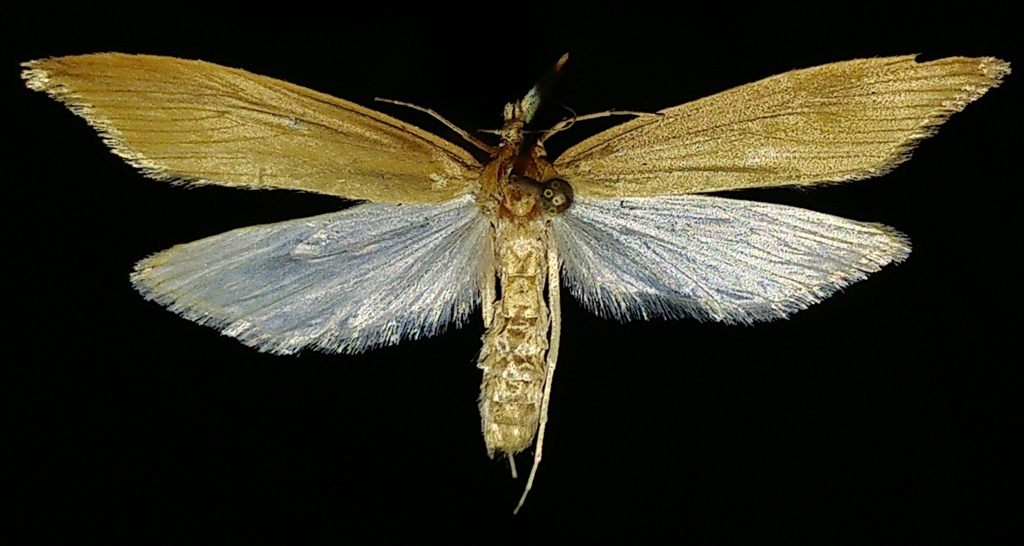 Donacaula nitidellus from Wainwright Dunes Ecological Reserve on July 2 ...