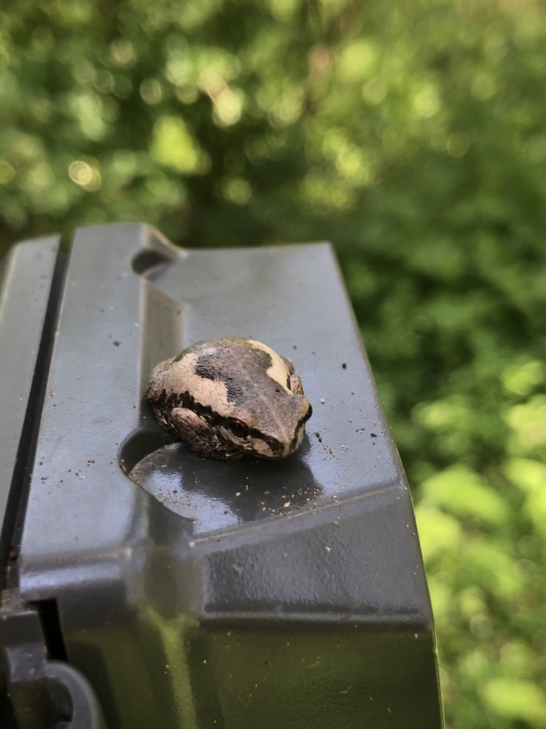 screaming tree frog from Nurragingy Reserve, Doonside, NSW, AU on March ...