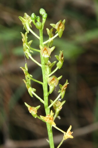 Florida Adder's-Mouth (Malaxis spicata) · iNaturalist