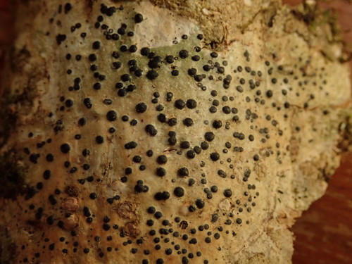 Pyrenula dermatodes · iNaturalist