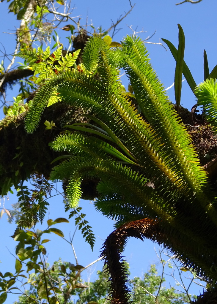 (Phlegmariurus squarrosus) - Botanical Realm