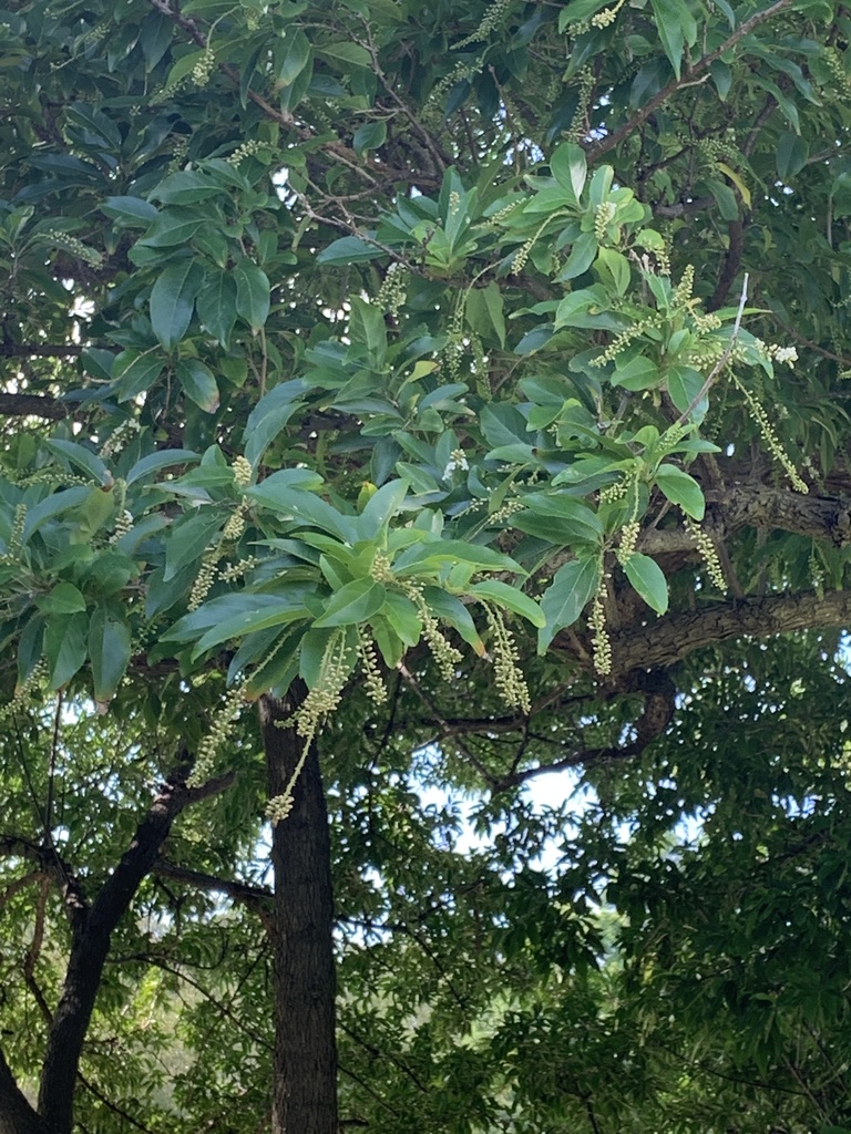 Ombu from Riverview Street, Riverview, NSW, AU on March 31, 2020 at 02: ...