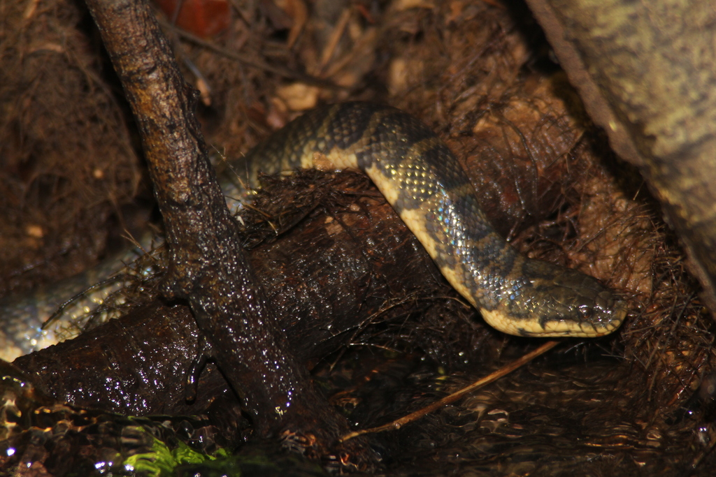 Bocourt's Water Snake from Vĩnh Cửu District, Dong Nai, Vietnam on ...