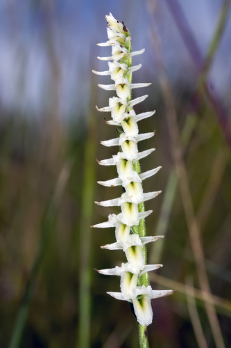 giant spiral orchid (BREC's Wildflower Park Guide) · iNaturalist