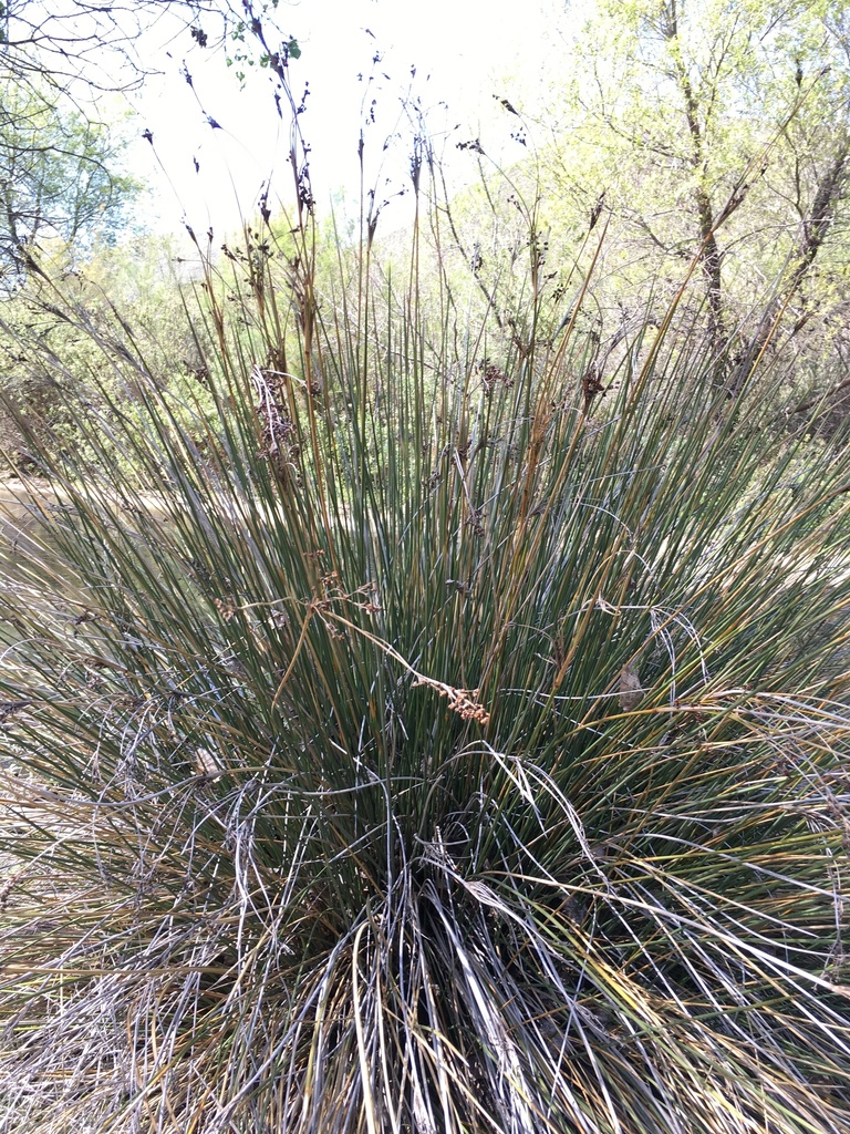 Southwestern Spiny Rush from Tijuana, BC , MX on March 29, 2020 at 02: ...