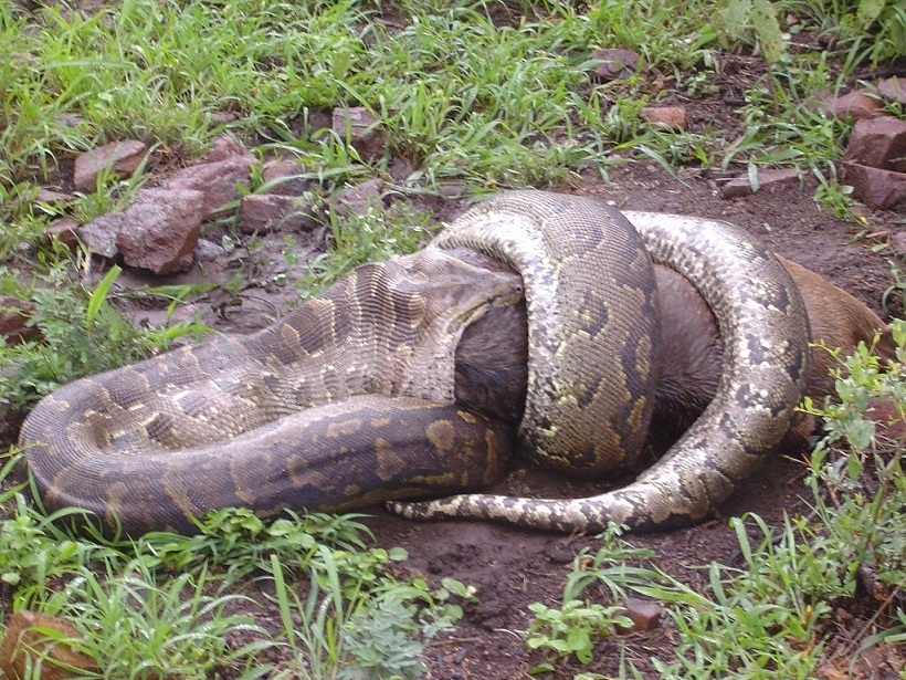 Southern African Python from Mbuluzi Game Reserve, Eswatini on January ...