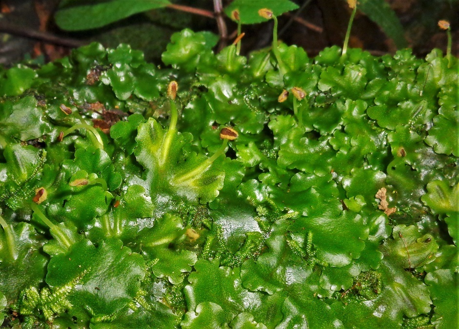 Monoclea gottschei from Meambar, Honduras on December 4, 2013 at 10:01 ...