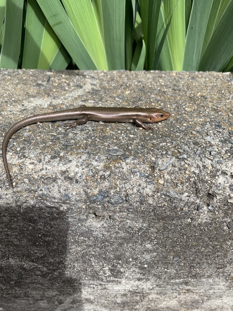 Common Five-lined Skink from Cedar Ln, Wentworth, NC, US on March 30 ...