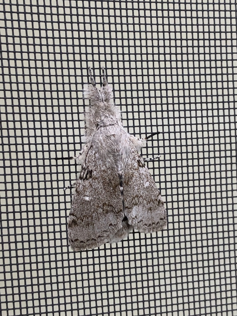 Calliteara lunulata from 沖縄石の文化博物館, 国頭郡国頭村, 沖縄県, JP on March 30, 2020 ...