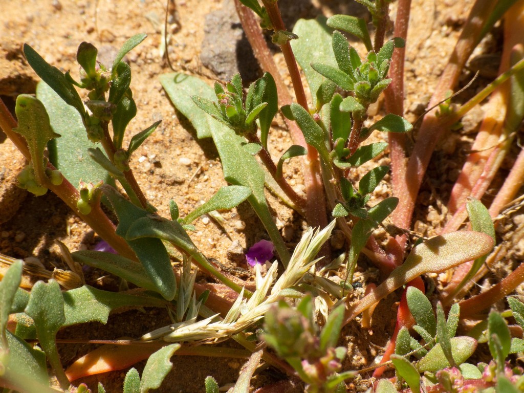 Nuttall's Povertyweed from Yavapai, Arizona, United States on March 30 ...