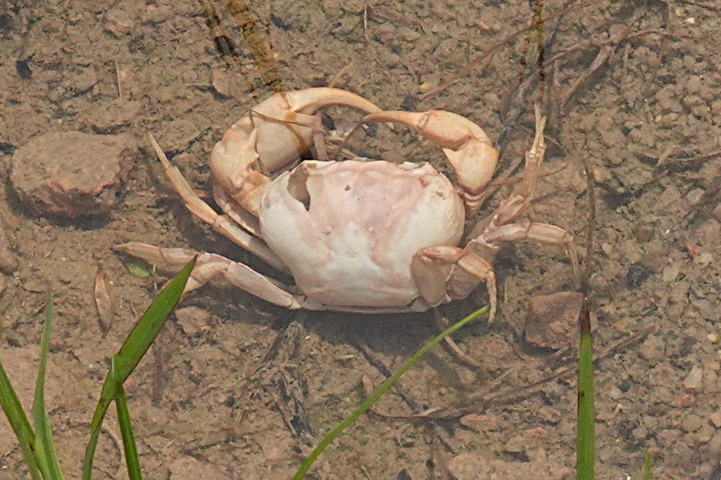 Austrothelphusa angustifrons from Wees Rd (Sewage Works), Horn QLD 4875 ...