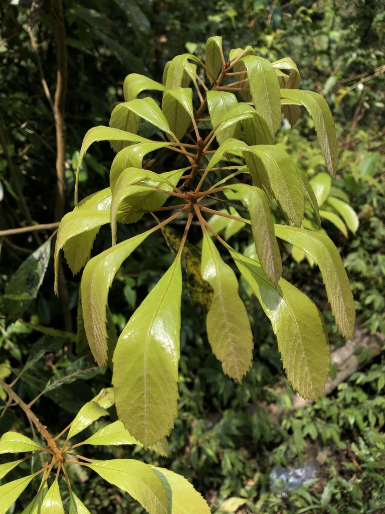 (Meliosma simplicifolia) - Botanical Realm