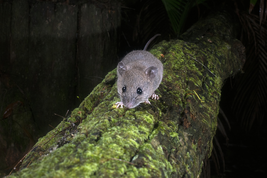 Australian Bush Rat (Rattus fuscipes) - Know Your Mammals