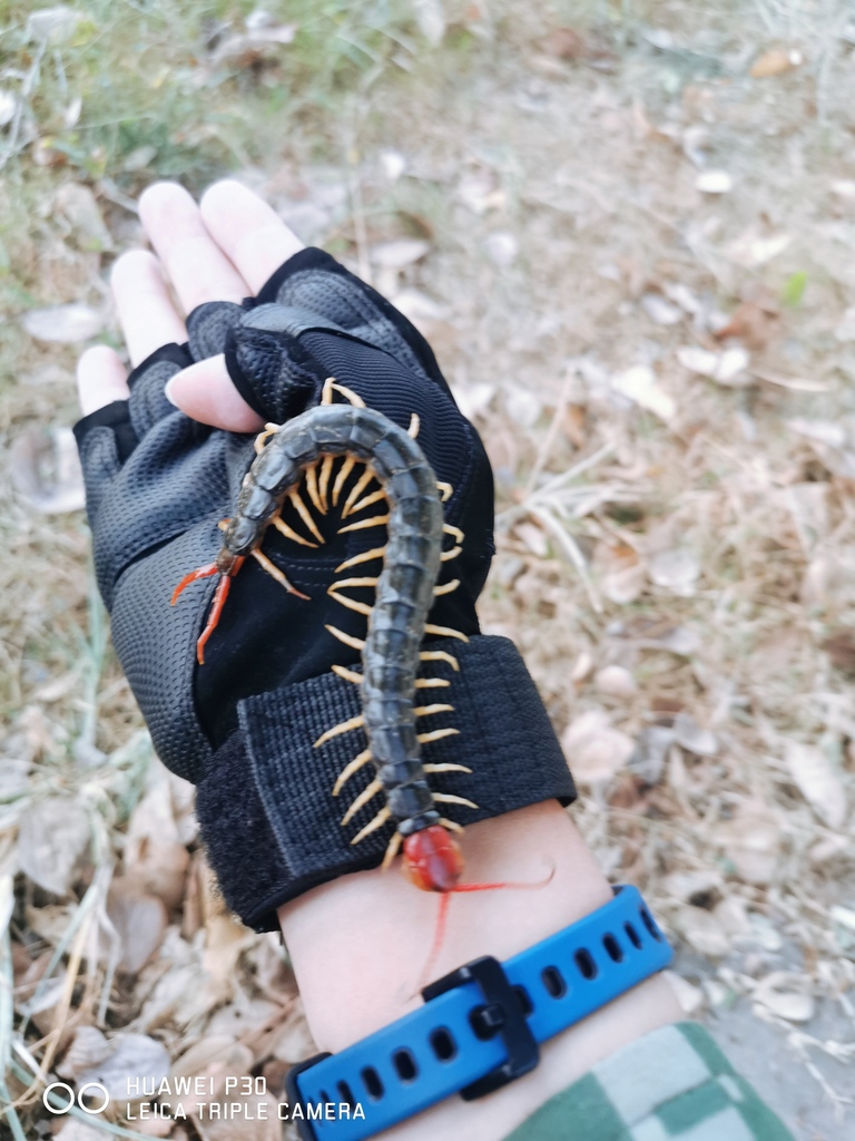 Chinese Red-headed Centipede from 句容市 on October 23, 2019 by 甲魚 ...